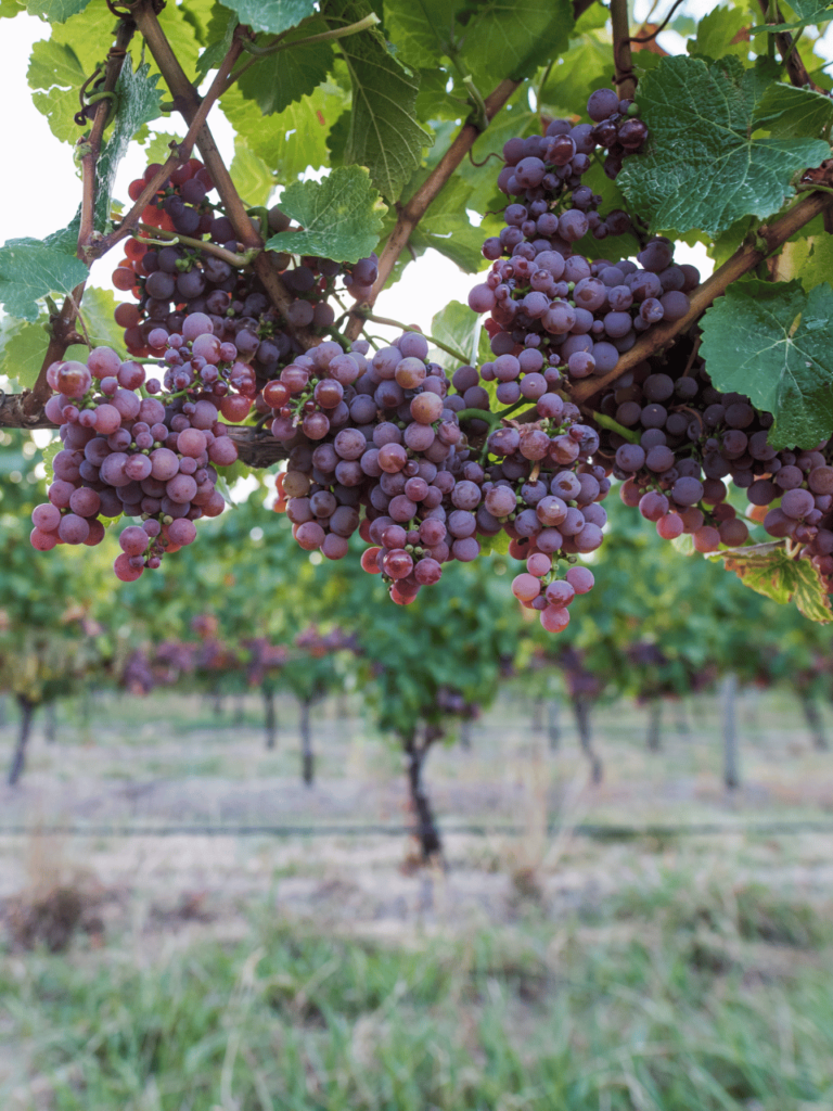 Everything To Know About The Orange Wine Region - See Saw Wine
